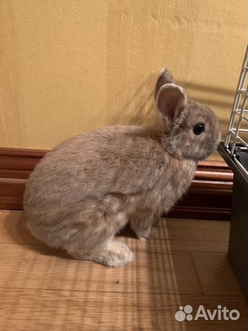 Карликовый кролик девочка вязка