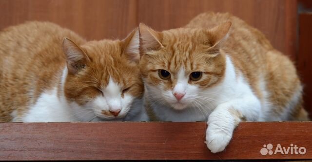 Котики в добрые руки