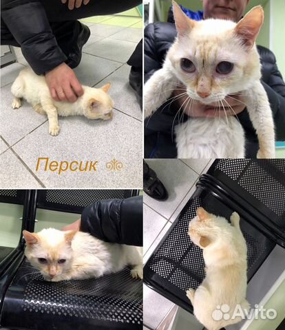 Котик котёнок ждёт добрых любящих хозяев