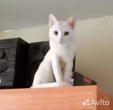 Турецкая ангора фенотип