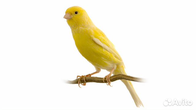 Продаю канарейку девочку лимонную