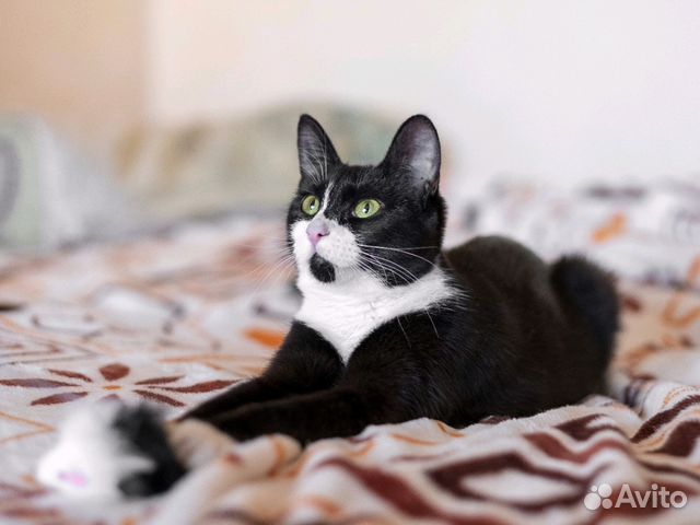 Котёнок Джуна в добрые руки