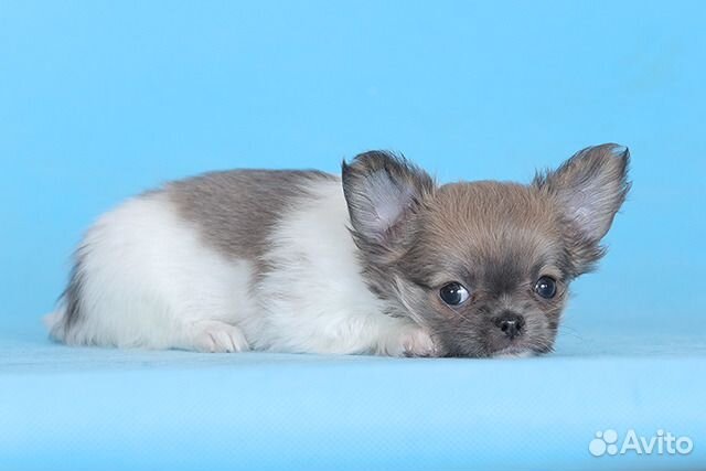 Чихуахуа, ваша голубая мечта
