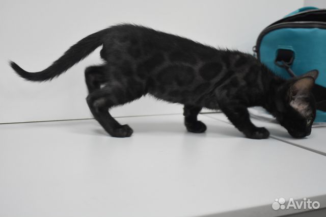 Маленькие пантерки