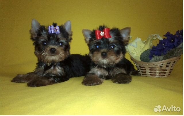 Йоркширский терьер Бэби Фейс