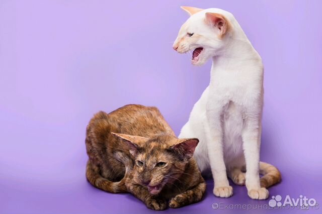 Красная сиамка и шоколадная черепаховая ориенталка