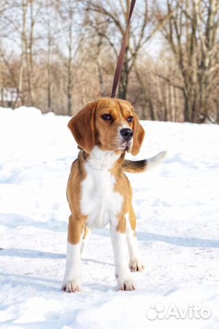 Супер щенок для охоты