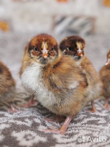 Элитные цыплята (барневельдер)