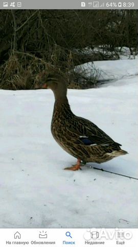 Утки подсадные