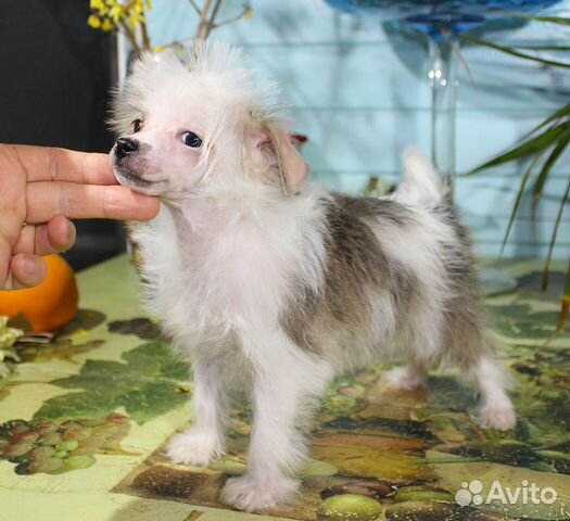 Пуховые мальчики и девочка