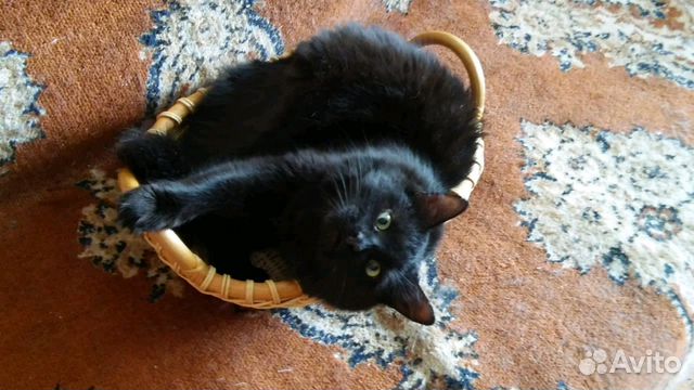 Кот