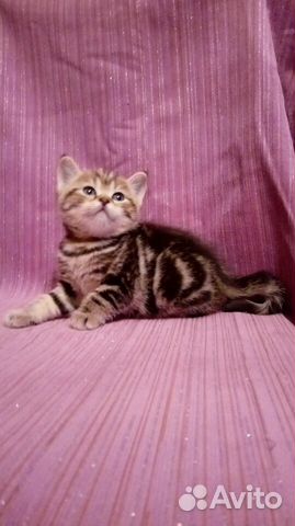 Шотланская прямоухая кошечка