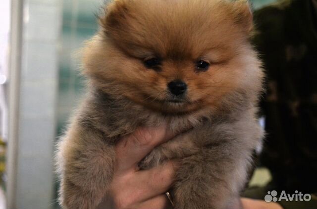 Померанский шпиц (цвергшпиц)