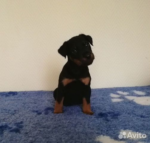 Мальчики Ягдтерьера