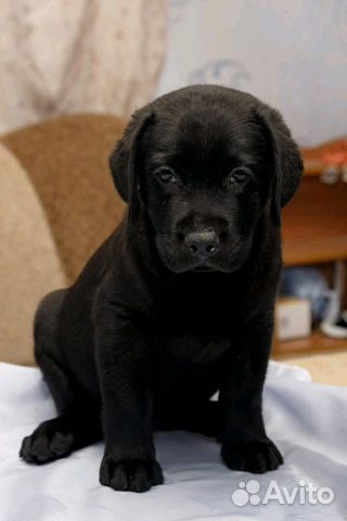 Куколка лабрадора с документами