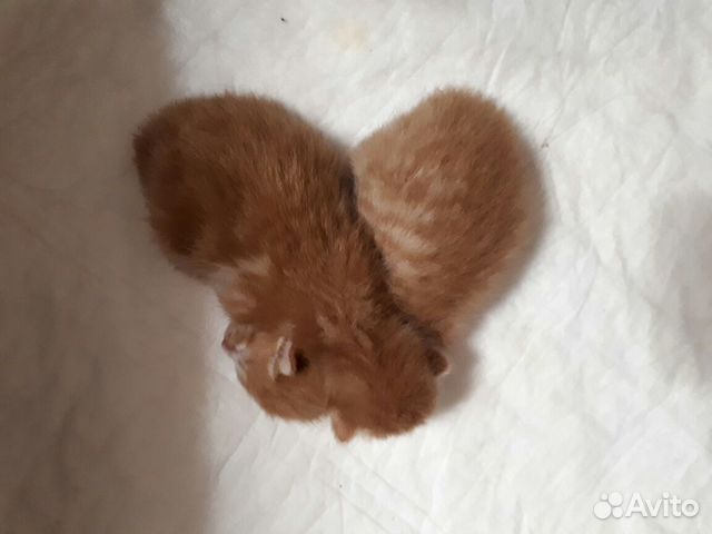 Курильский бобтейл