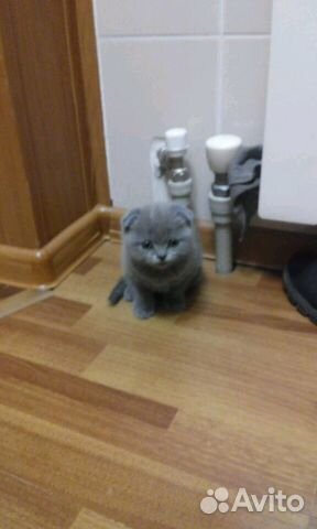Шотландские котята