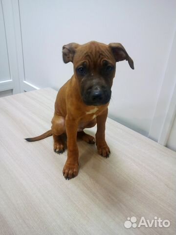 Щенок амстафов