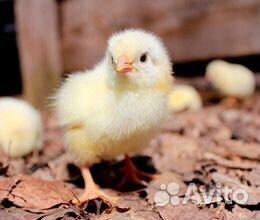 Декалб Уайт цыплята