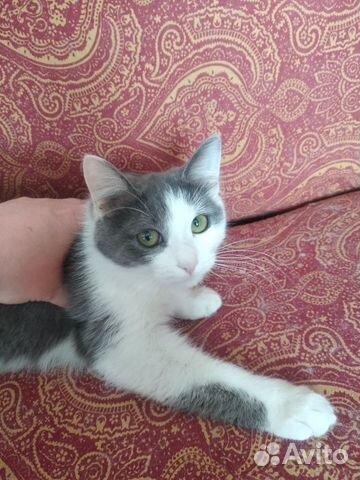 Кошечка 7 мес в дар