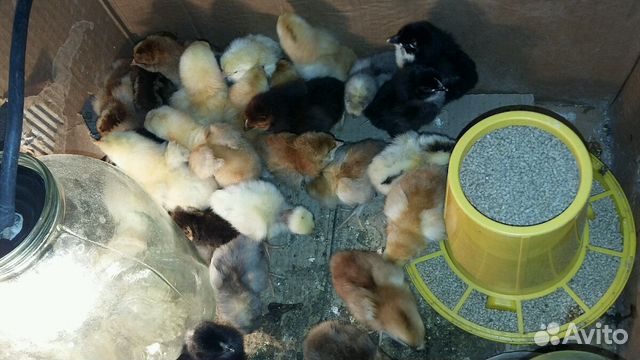 Цыплята