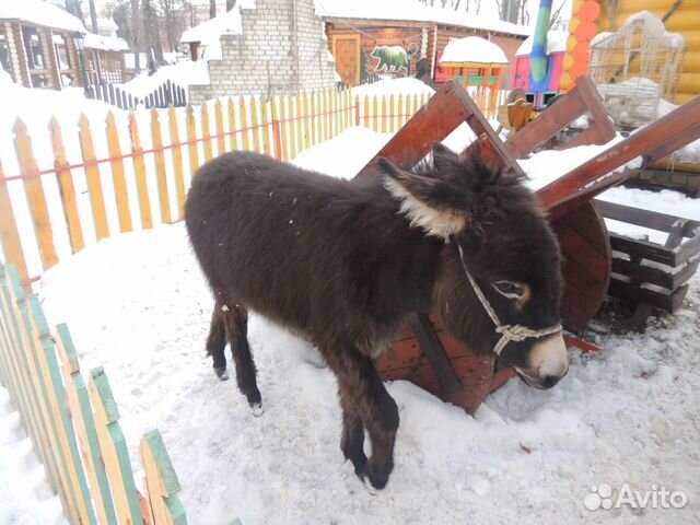 Осел