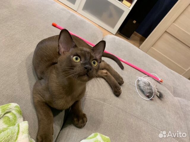 Красивый и умный мальчик к Вам в дом