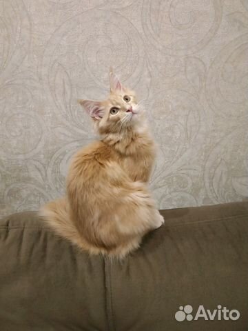 Котята Мейн-Кун