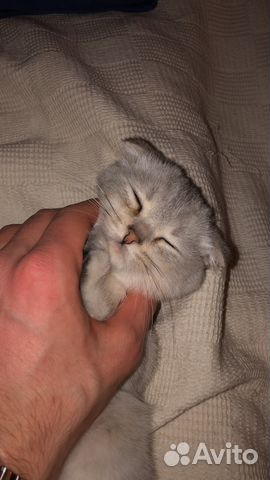 Шотландец