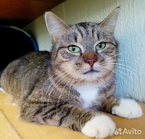 Кошка Клёпа, 3 года