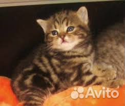 Мраморная британочка