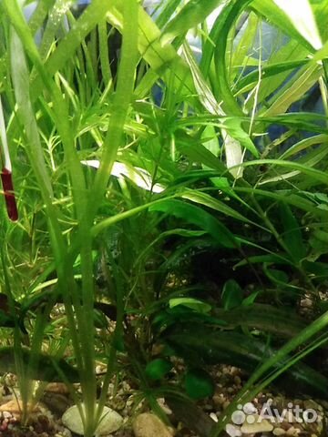 Аквариумные растения