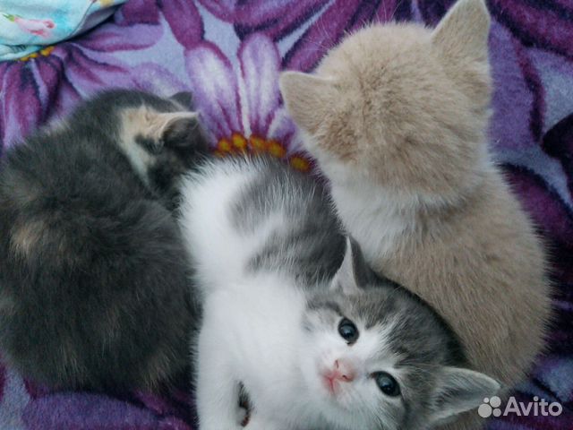 Котята котики