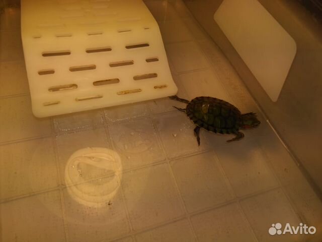 Черепаха красноухая