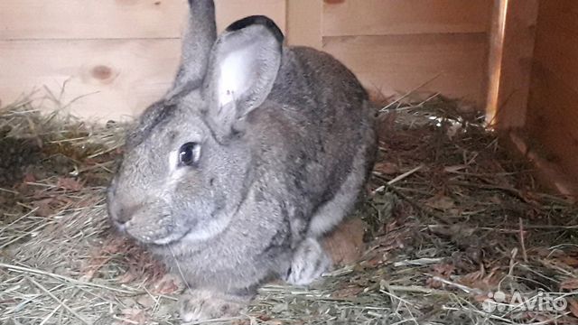 Семья кроликов