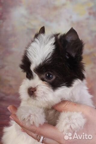 Биро йоркширский терьер мальчик