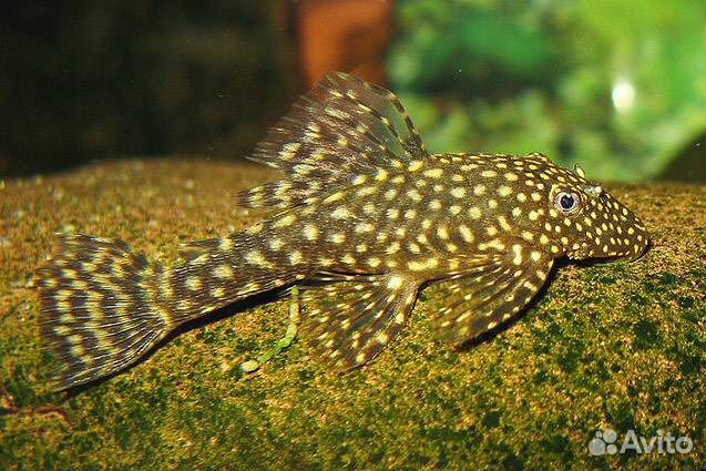 Анциструс сом