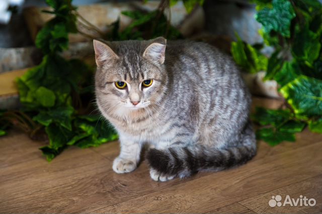 Нафаня в добрые руки