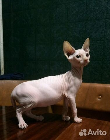 Канадский сфинкс