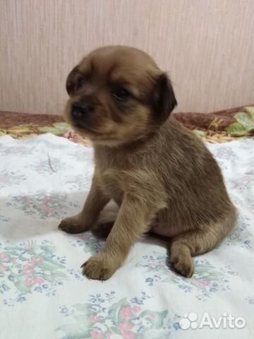 Продаются щенки русского той-терьера