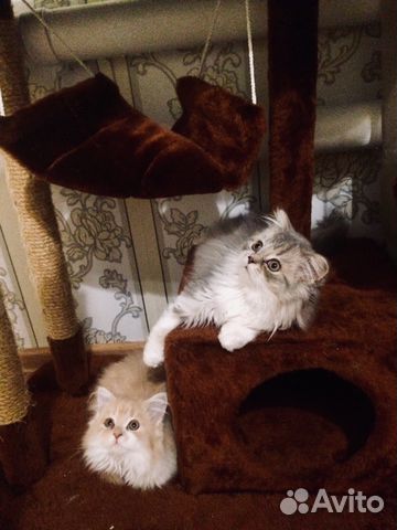 Хайленд-страйт