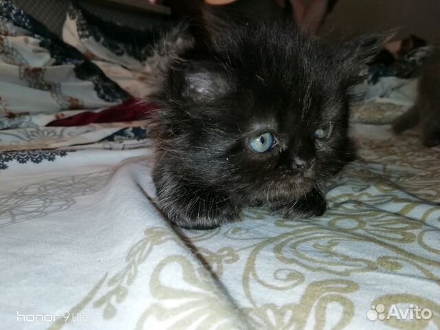 Персидские котята