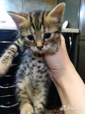 Бенгальская