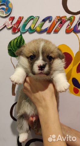 Вельш Корги Пемброк