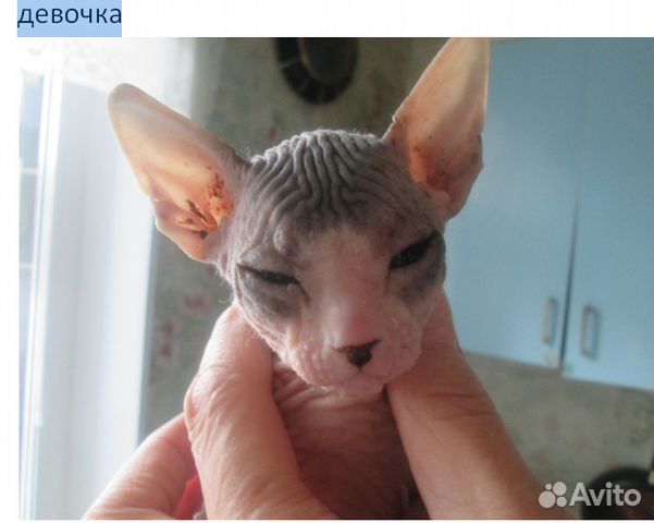 Котенок донского сфинкса