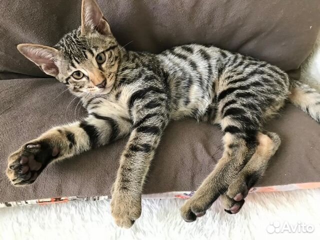 Котенок саванна