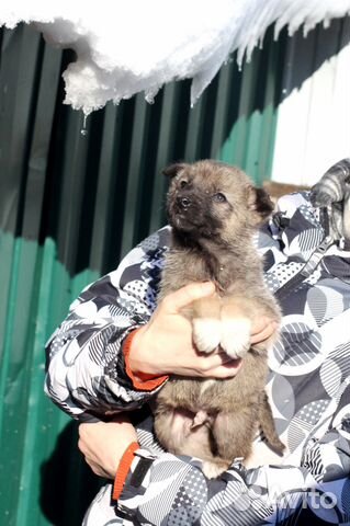 Щенок Маленький Принц мечтает о хозяине