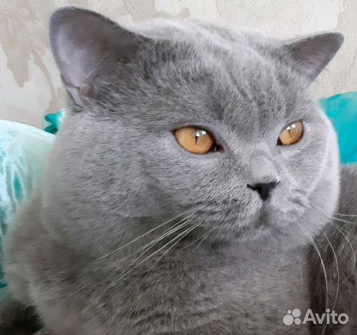 Вязка. Британец плюшевый короткошерстный