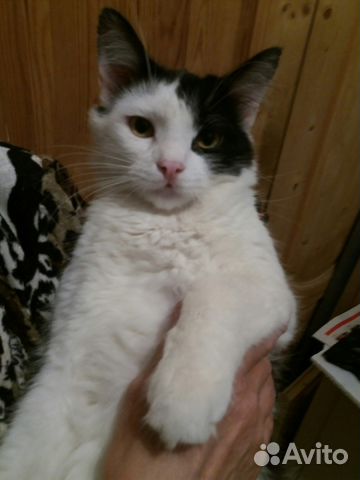Котик в добрые руки