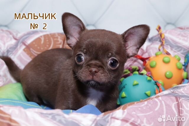 Щенки чихуахуа